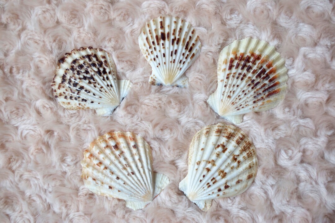 Brown White Scallop Shells (5) Seashells Supply Beach Wedding Coastal ...
