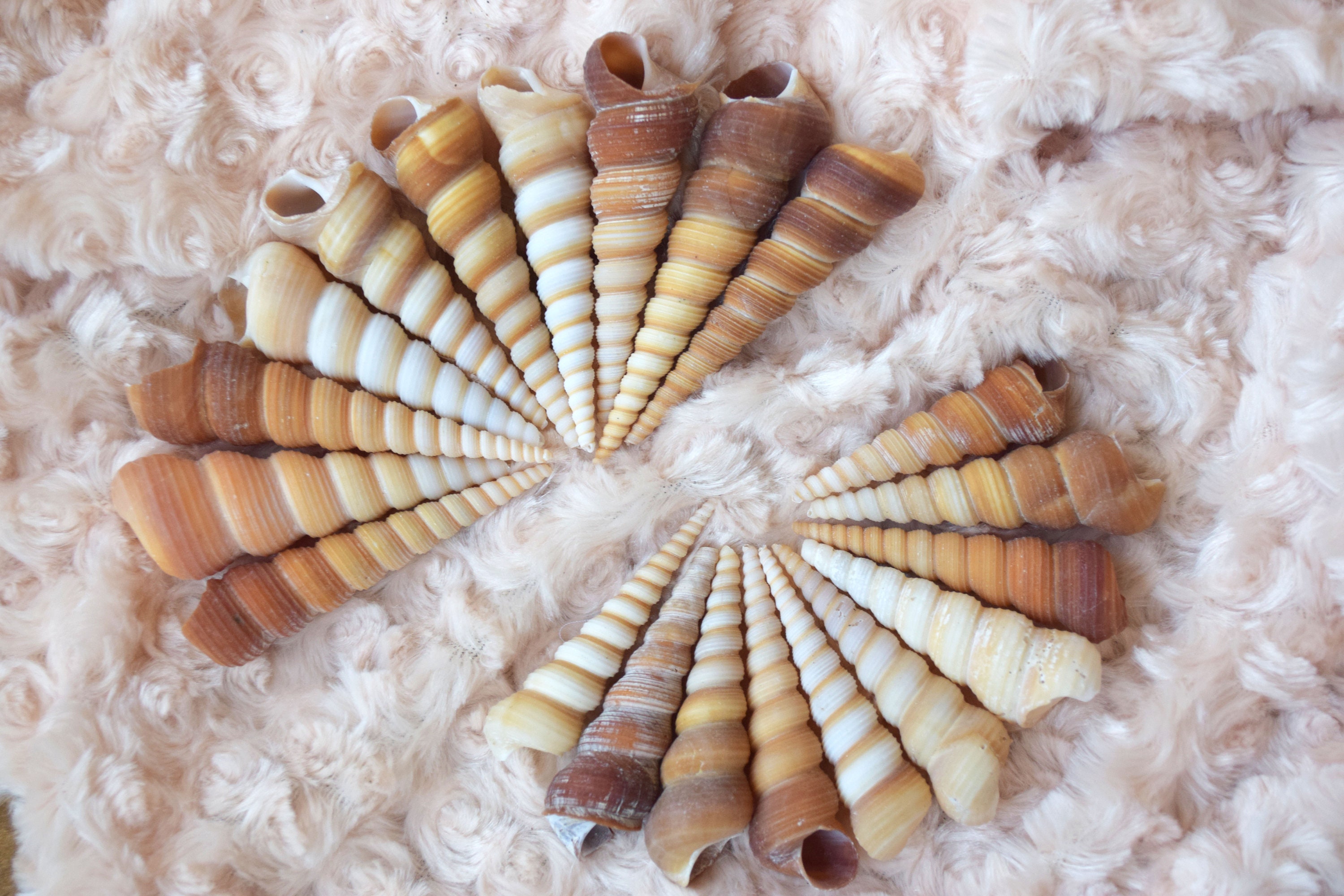 Brown White Turritella Seashells (10) S, M, L Shells Seashell Supply ...