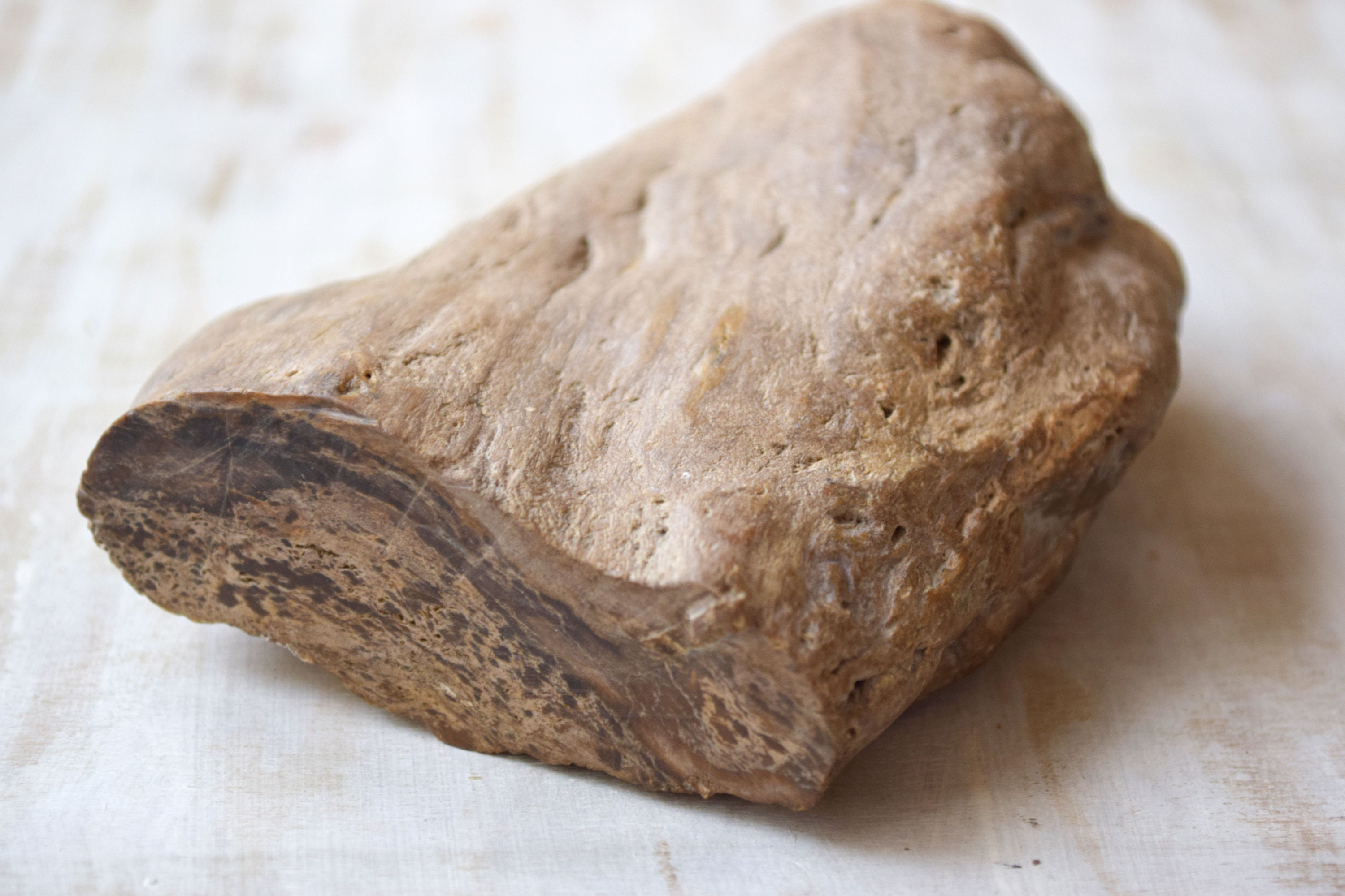 30 Oz Large Petrified Fossil Wood Stump Wood Branch Stump Petrified ...