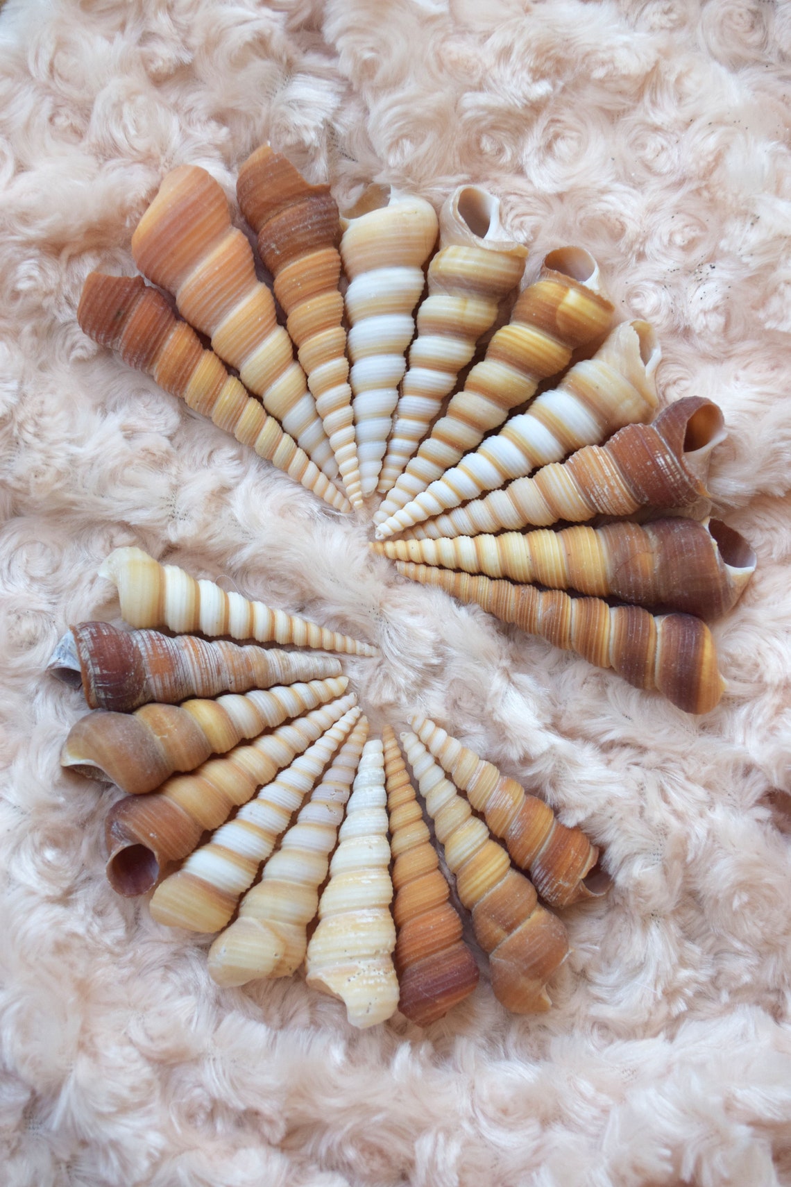 Brown White Turritella Seashells (10) S, M, L Shells Seashell Supply ...