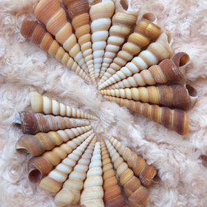 Brown White Turritella Seashells (10) S, M, L Shells Seashell Supply ...