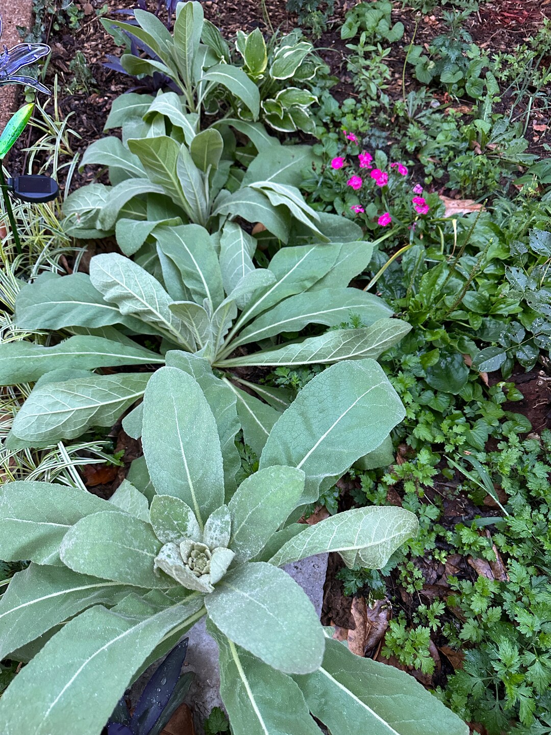 Mullein Leave Wild Grown 3 Oz Pack Dry Leaves - Etsy