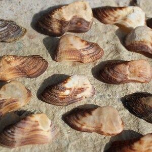 Craft Seashells Locally Hand Collected - Mossy Ark Clam (arca Imbricata ...