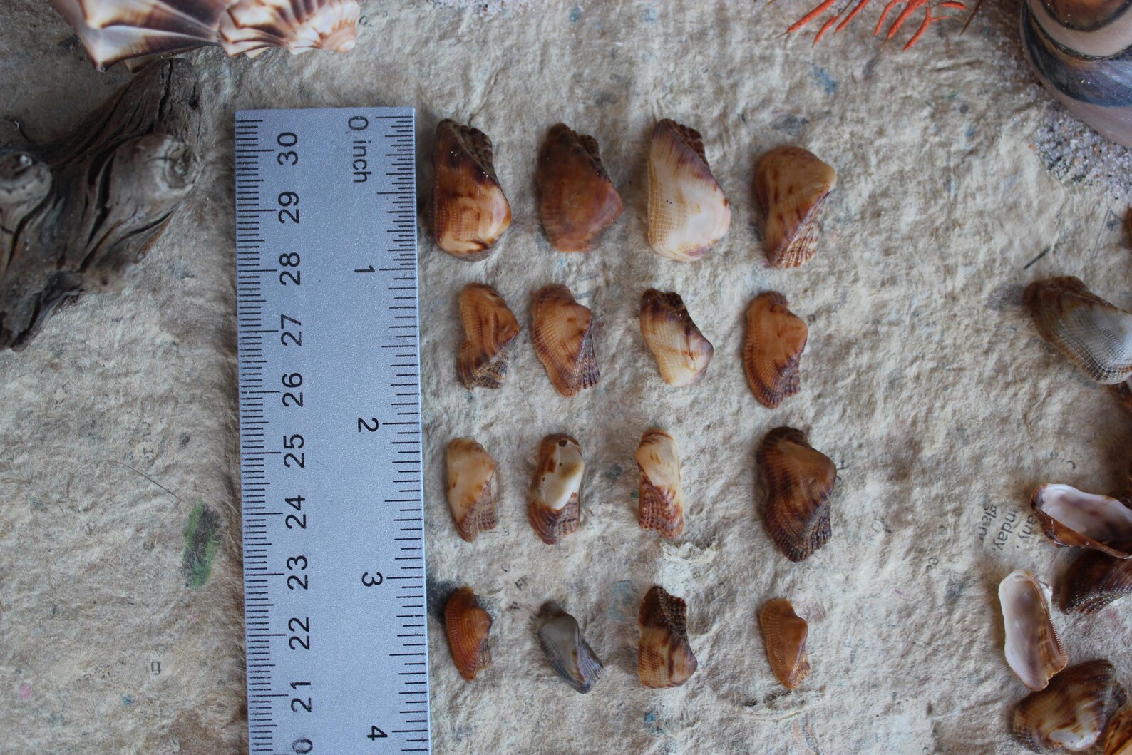 Craft Seashells Locally Hand Collected - Mossy Ark Clam (arca Imbricata ...