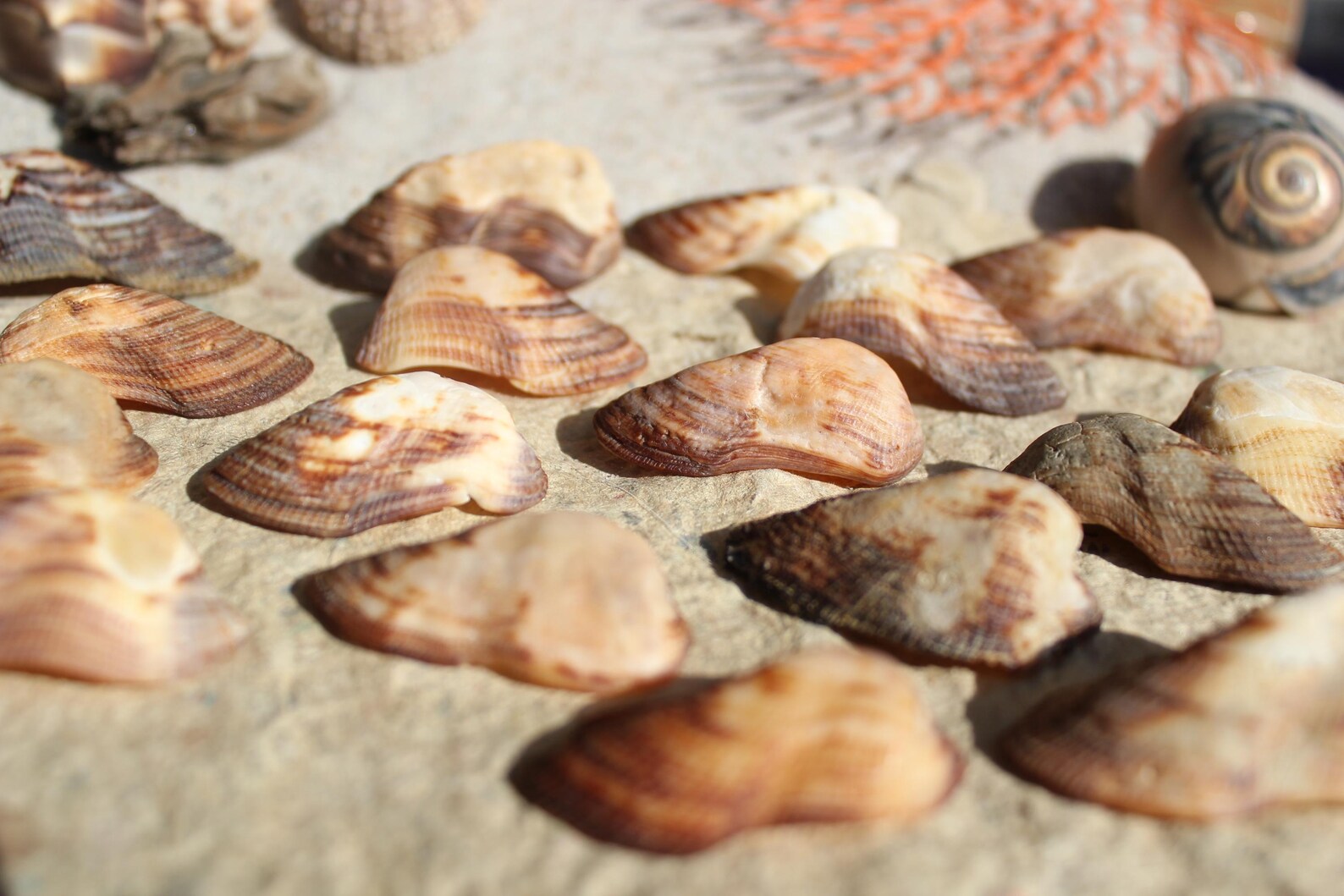 Craft Seashells Locally Hand Collected - Mossy Ark Clam (arca Imbricata ...