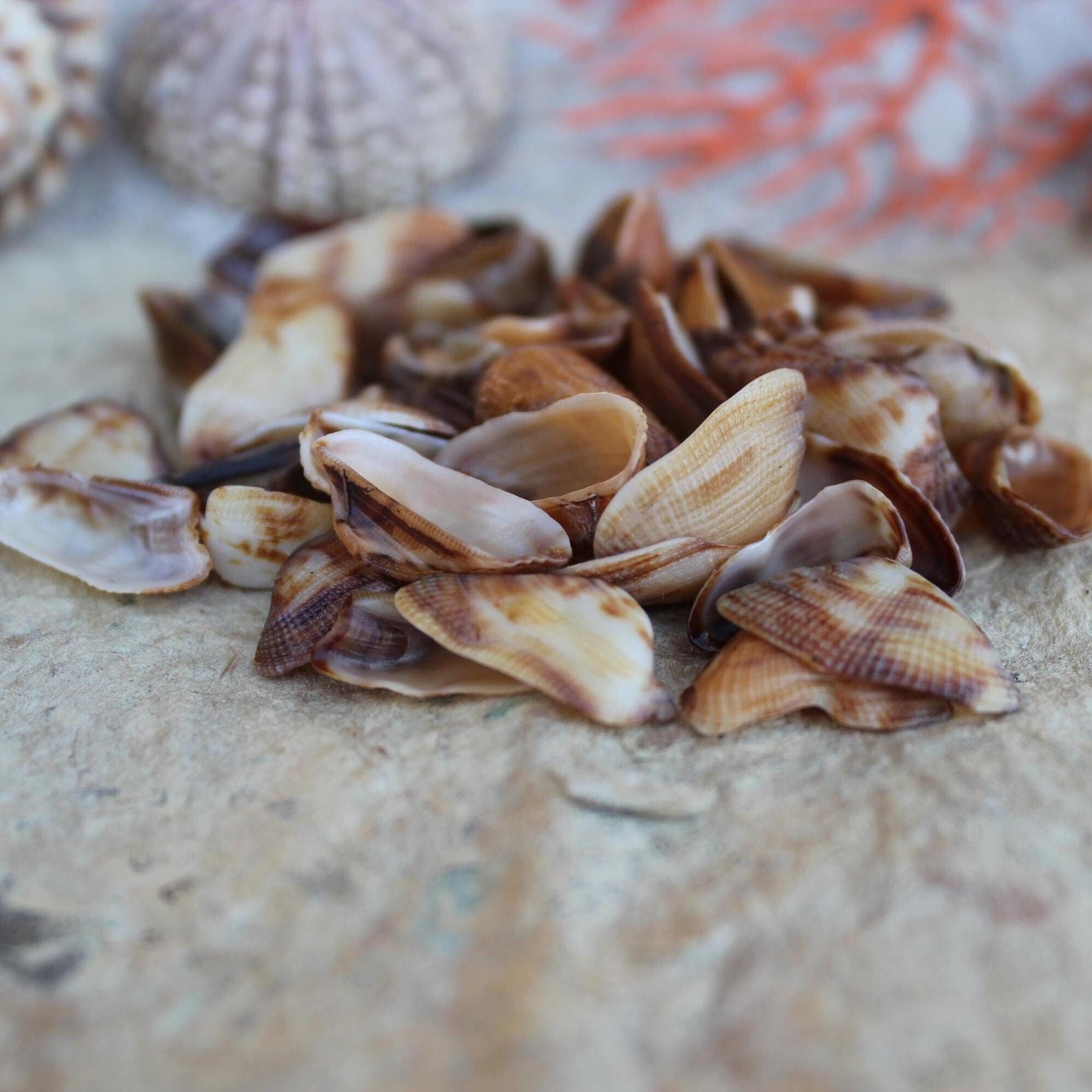 Craft Seashells Locally Hand Collected - Mossy Ark Clam (arca Imbricata ...