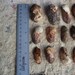 Craft Seashells Locally Hand Collected - Mossy Ark Clam (arca Imbricata ...