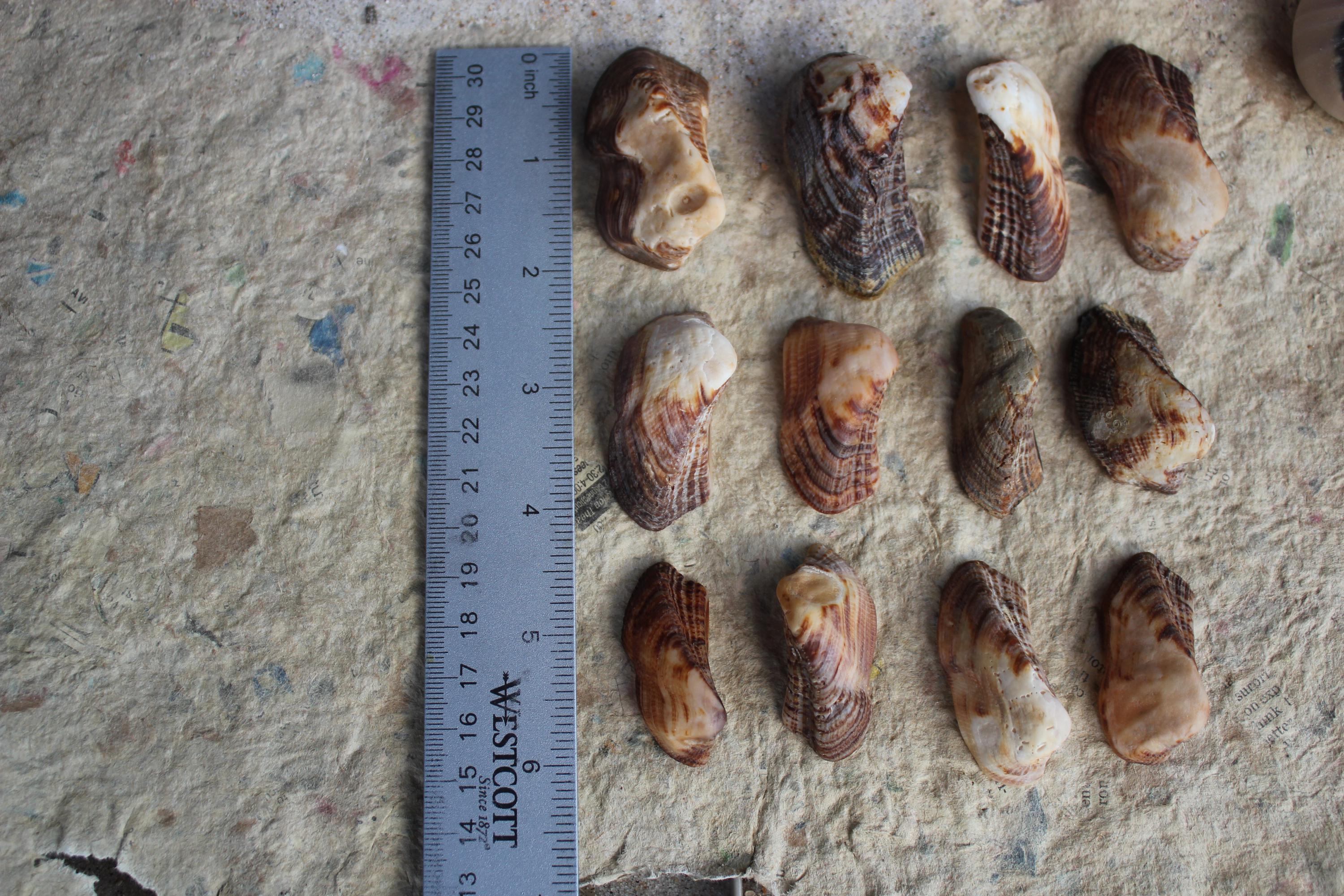 Craft Seashells Locally Hand Collected Mossy Ark Clam arca Imbricata ...