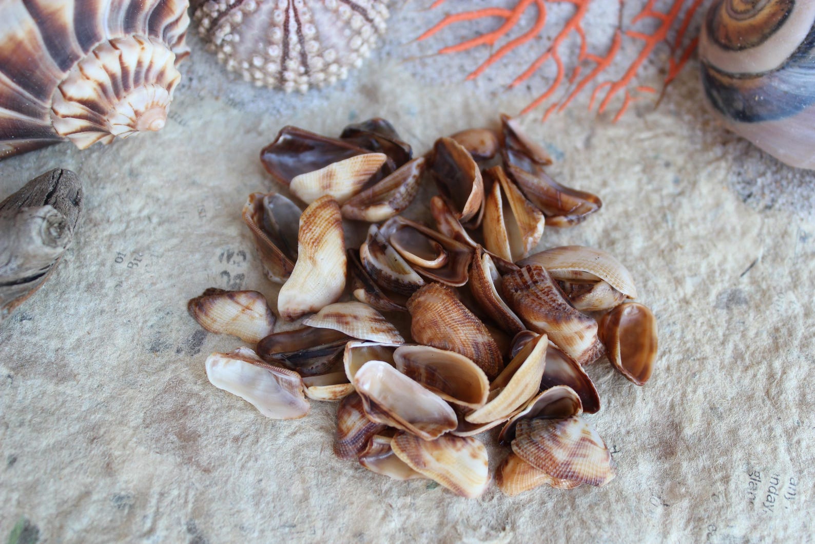 Craft Seashells Locally Hand Collected - Mossy Ark Clam (arca Imbricata ...