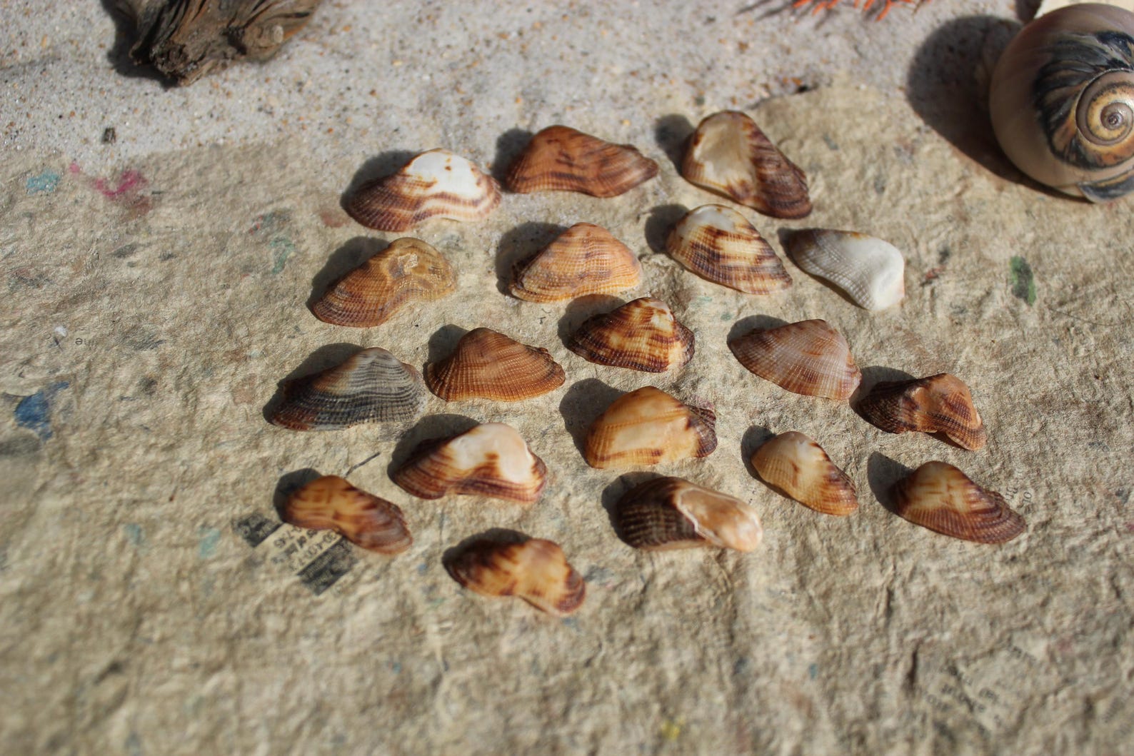 Craft Seashells Locally Hand Collected - Mossy Ark Clam (arca Imbricata ...