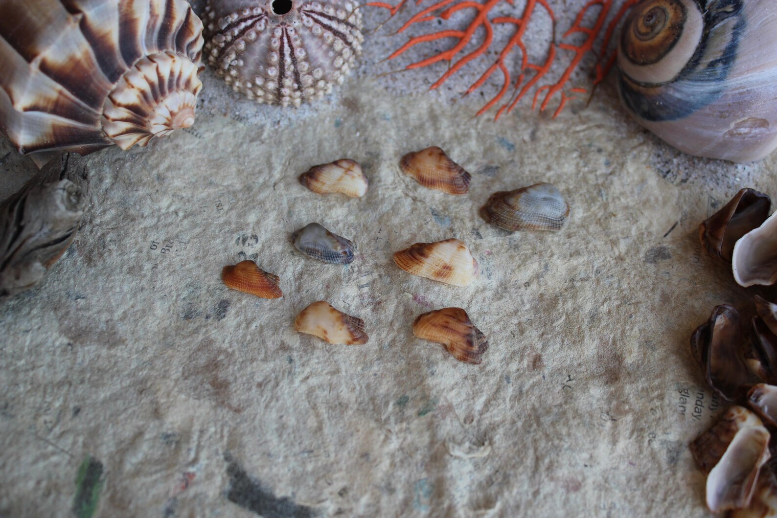 Craft Seashells Locally Hand Collected - Mossy Ark Clam (arca Imbricata ...