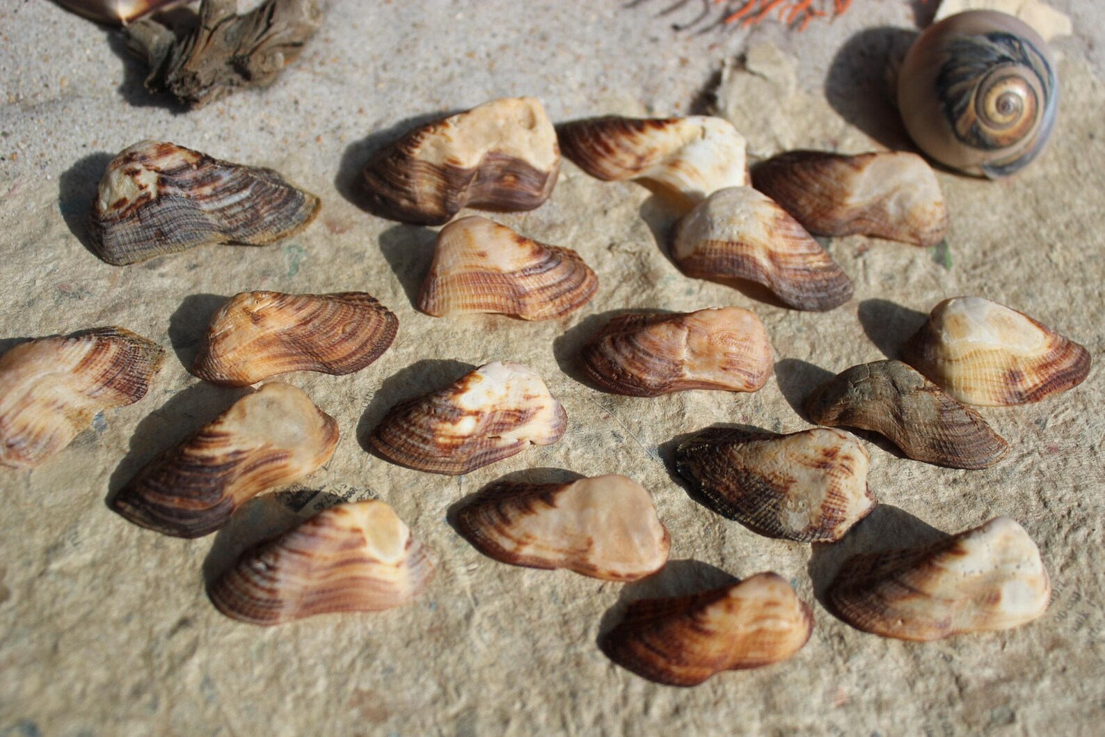 Craft Seashells Locally Hand Collected - Mossy Ark Clam (arca Imbricata ...