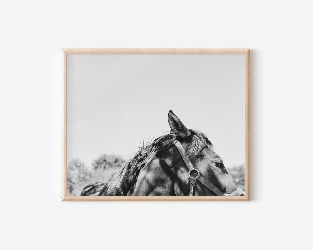 Moody Mare - Black and White Photograph of a Thoroughbred Mare ...