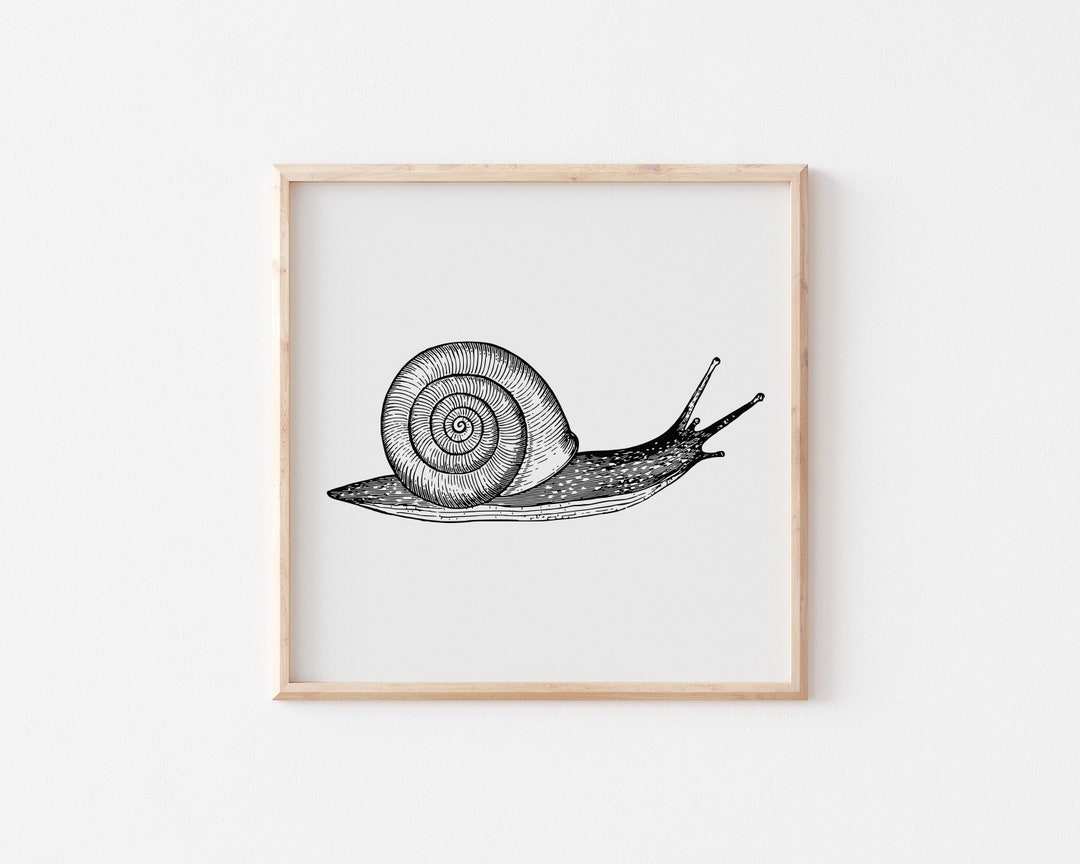 Vintage Snail Illustration, Ink on Paper Sketch of a Snail, Animal ...