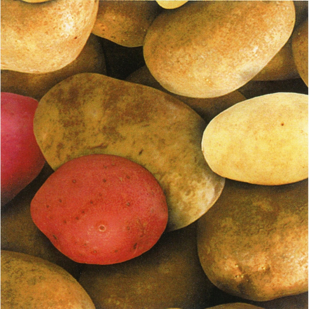Food Festival Potatoes Multicolor 387-MUL by Elizabeth's Studio 100% ...