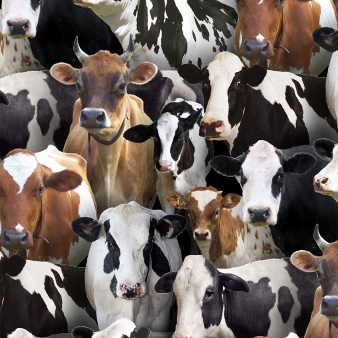 Packed Milk Cows HALF YARD 432-BLA by Elizabeth's Studio 100% Cotton ...