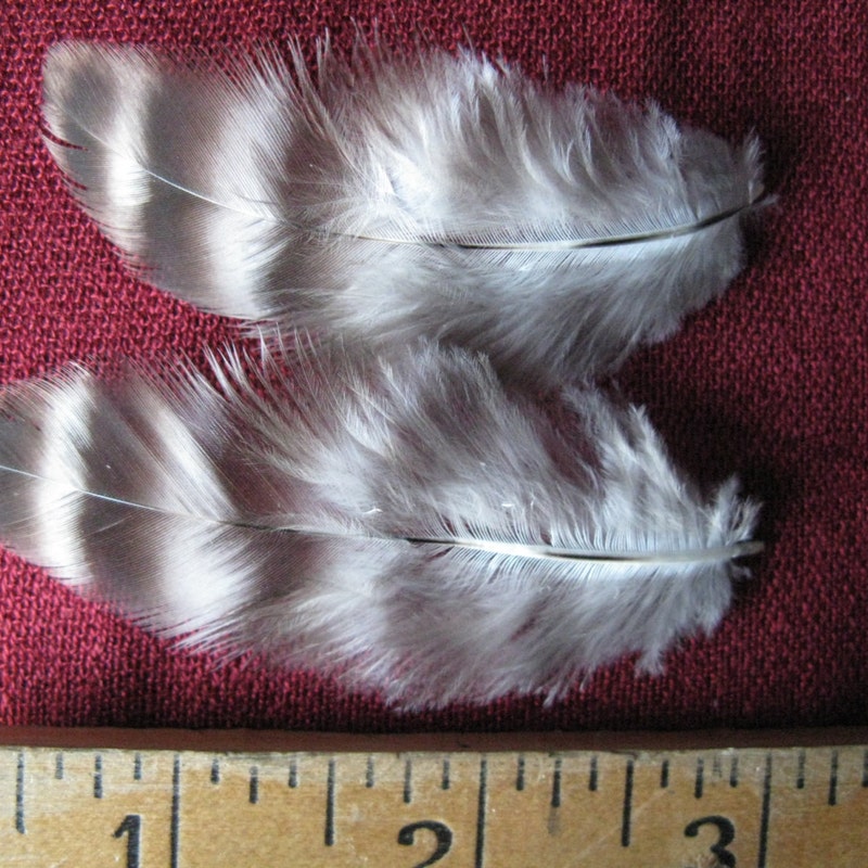 Zebra Feathers - Etsy