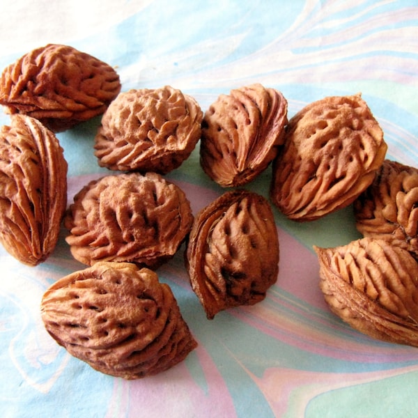 Peach Pits - Etsy