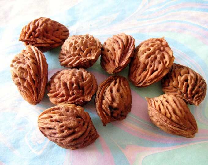Peach Pits /13 Natural Peach Pits / Beads / Peach Pit Carving / Jewelry ...