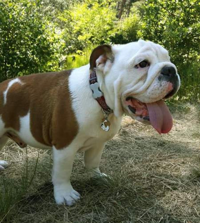 Personalised stainless steel breed pet tag Mjavhov Bulldog | Etsy