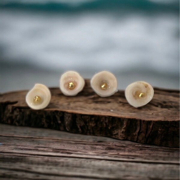 Shell Stud Earrings - Etsy
