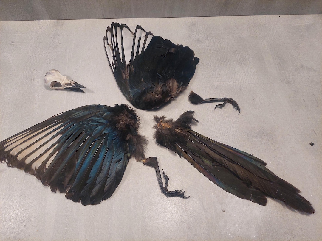Magpie Crow Skull Wings Tail Feet Real Natural Carrion Rook Feathers ...