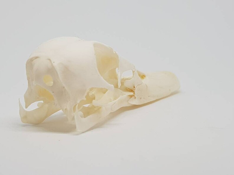 Real Mallard Duck Bird Skull Taxidermy Macabre Gothic Pagan Art and ...