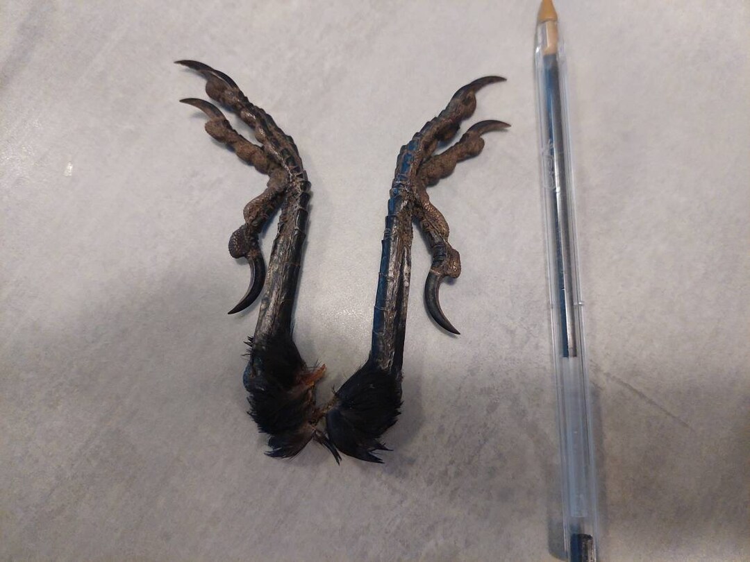 Magpie Feet Matching Pair Talons Claws Raven Corvid Crow Taxidermy ...