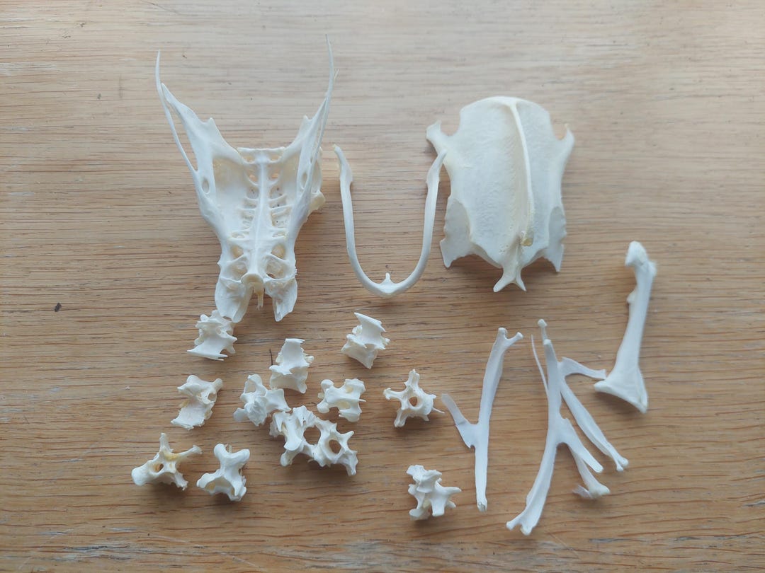 Raven Corvus Corax Bones Vertebrae Ribs Wishbone Corvid Taxidermy ...