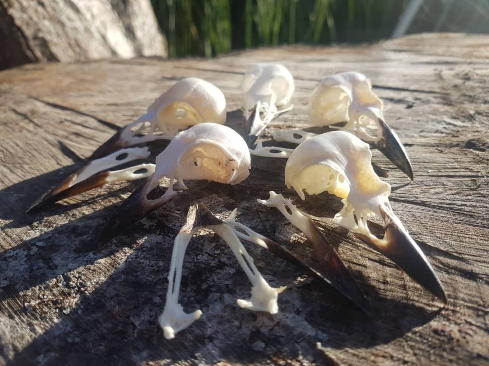 Magpie Skull Taxidermy Bird Macabre Gothic Pagan Wicca Arts - Etsy UK