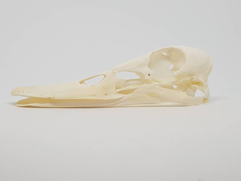 Real Mallard Duck Bird Skull Taxidermy Macabre Gothic Pagan Art and ...