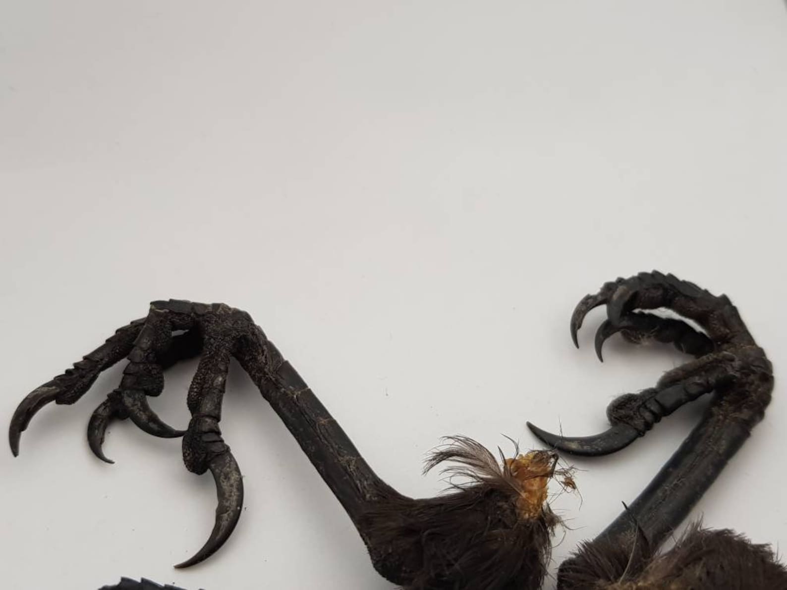 Magpie Feet Matching Pair Talons Claws Raven Corvid Crow - Etsy UK