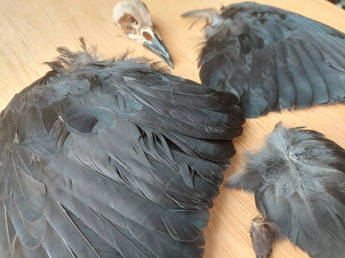 Jackdaw Crow Skull Wings Tail Feet Real Natural Carrion Rook Feathers ...