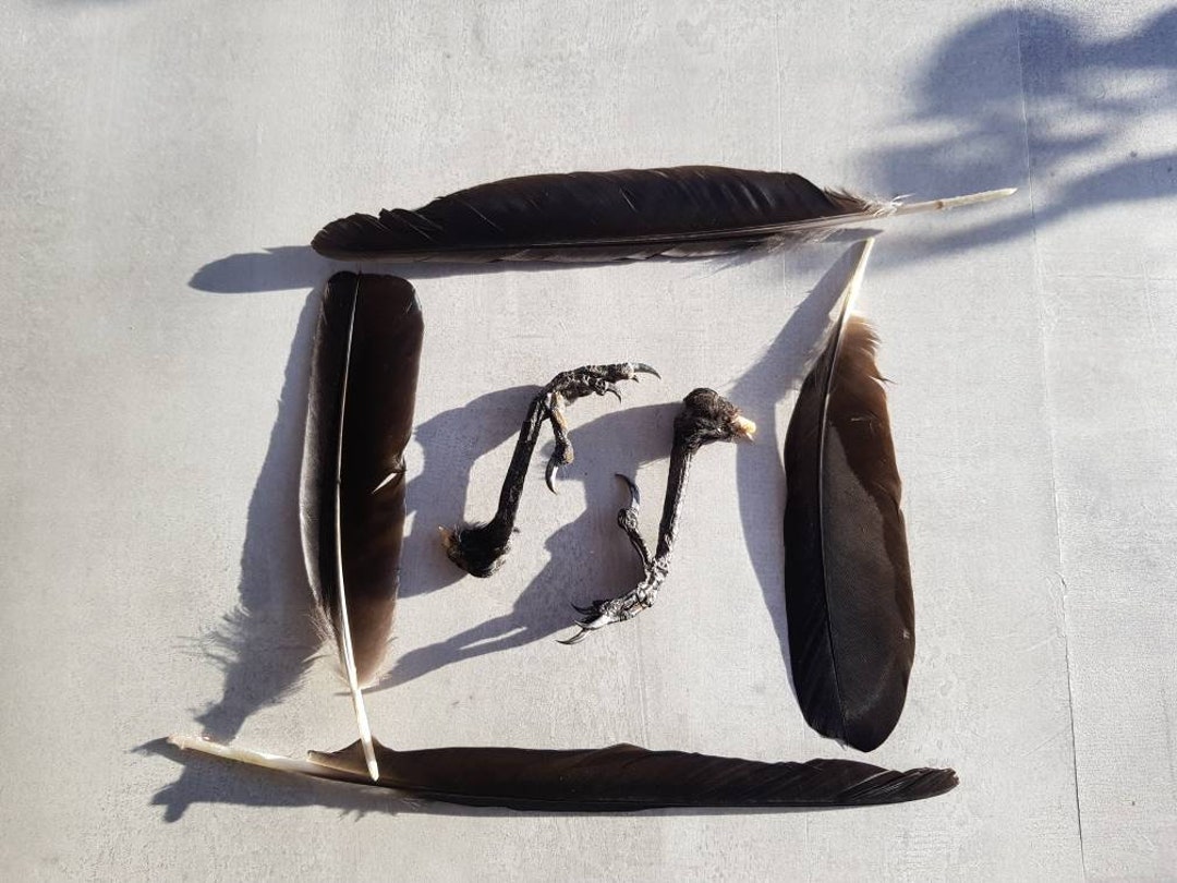 A Pair of Real Carrion Crow Feet and 4 Feathers Talons Claws Raven ...