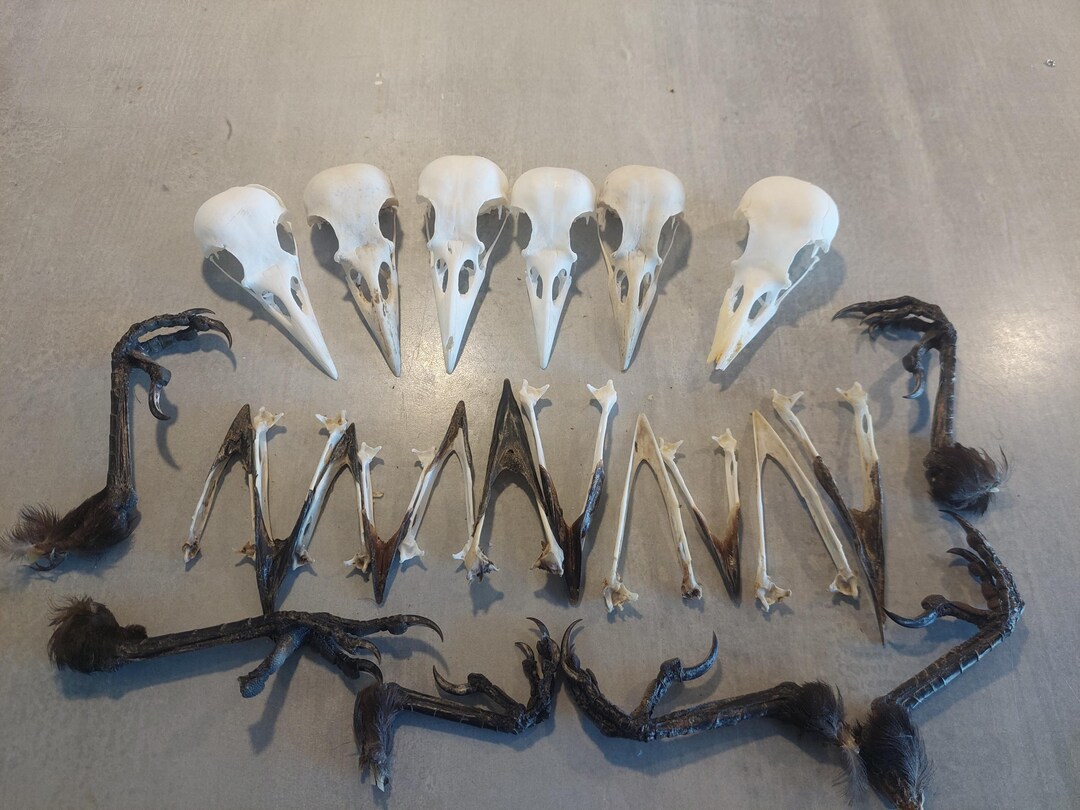 6 Real Crow Skulls and Feet Taxidermy Corvid Raven Gothic Animal Bone ...