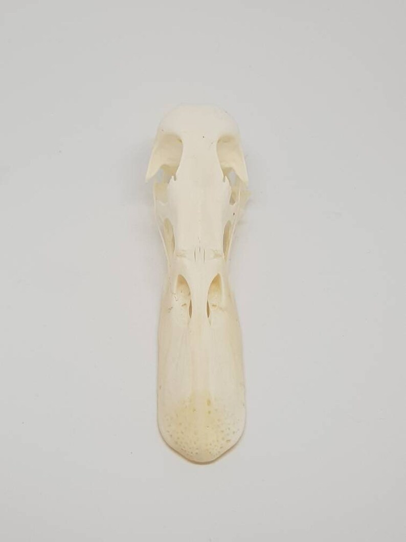 Real Mallard Duck Bird Skull Taxidermy Macabre Gothic Pagan Art and ...