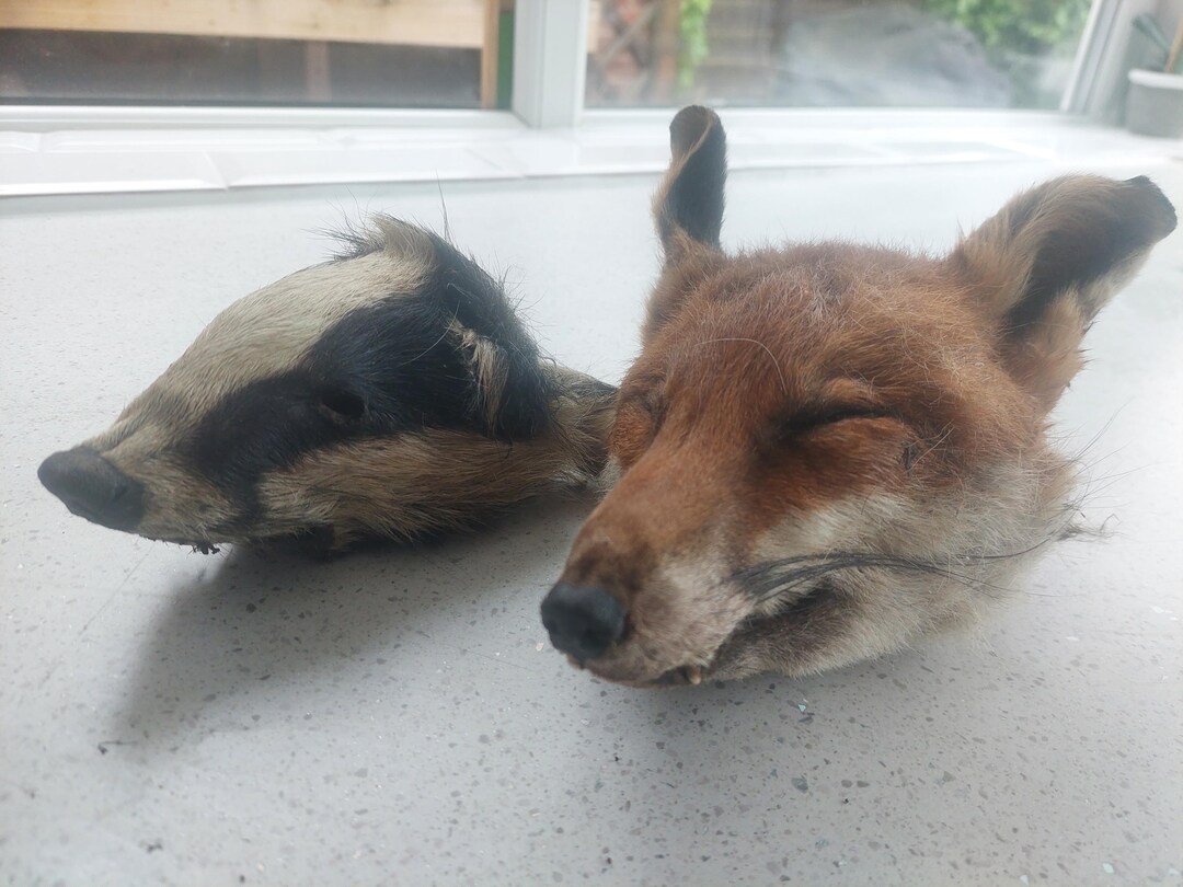 UK Fox and Badger Mummified Heads Skull Taxidermy Gothic Weird Curo ...