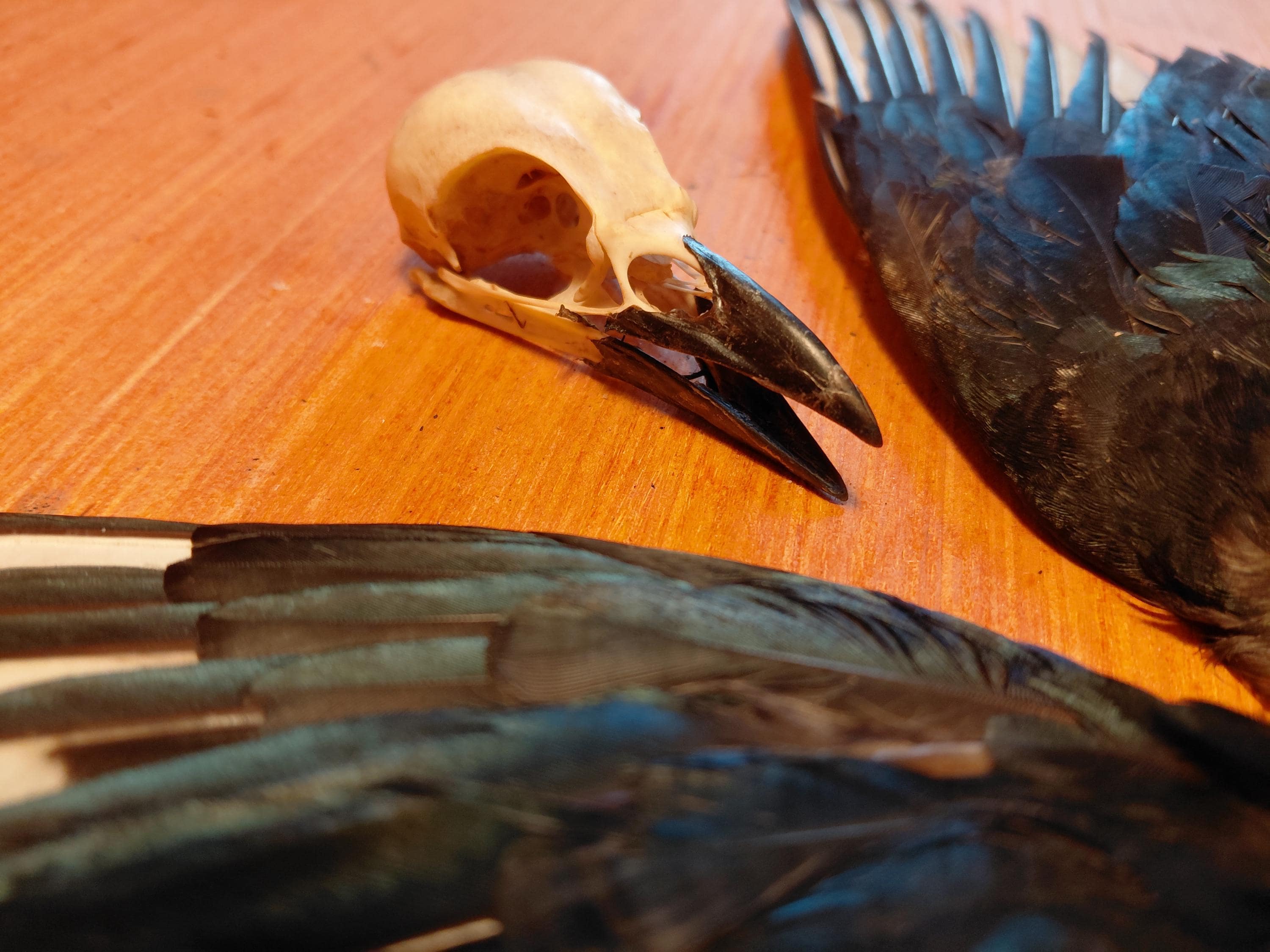 Magpie Skull Wings Tail Feet Real Natural Carrion Crow Rook Feathers ...