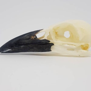 Real Carrion Crow Skull Corvus Carone Raven Corvid Taxidermy Gothic ...