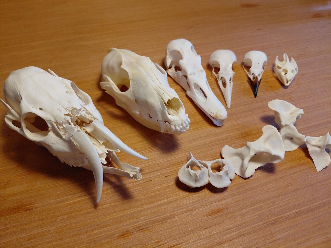 Skull Set Chinese Water Deer, Fox, Goose, Crow, Magpie, Turtle, Deer ...