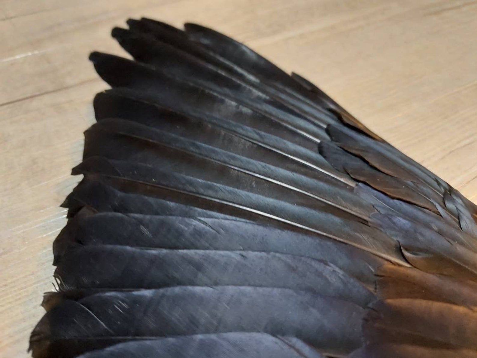 Real Crow Skull Wings Tail Feet Real Natural Carrion Rook Feathers ...