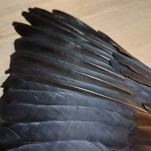 Real Crow Skull Wings Tail Feet Real Natural Carrion Rook Feathers ...