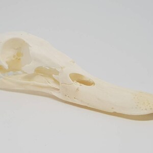 Real Mallard Duck Bird Skull Taxidermy Macabre Gothic Pagan Art and ...