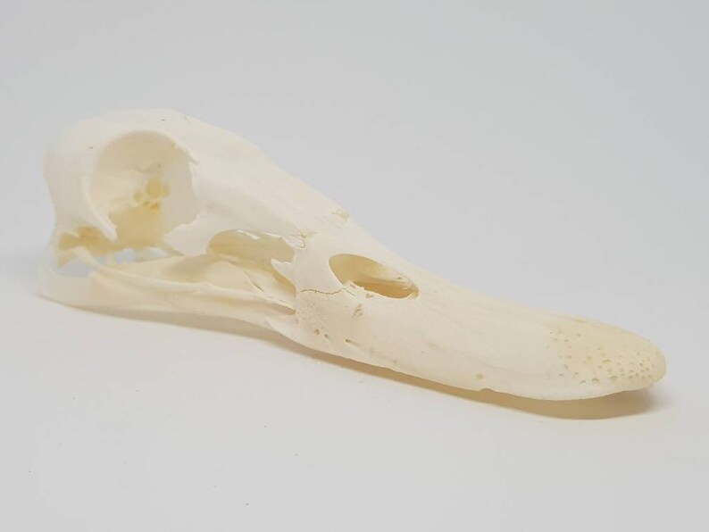 Real Mallard Duck Bird Skull Taxidermy Macabre Gothic Pagan Art and ...