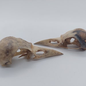Crow Skull Real Corvus Carone Corvid Taxidermy Gothic Curo Study ...
