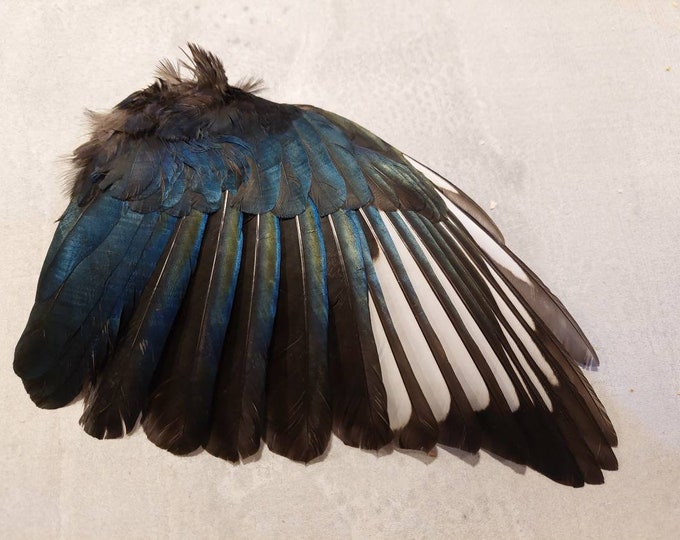Real Magpie Wing Corvid Taxidermy Gothic Curo Study Skeleton Bird Corvid Raven Feathers Picca ...