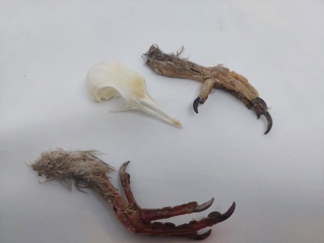 Pigeon Skull & Feet Real Natural Taxidermy Gothic Skeleton - Etsy