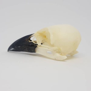 Real Carrion Crow Skull Corvus Carone Raven Corvid Taxidermy Gothic ...
