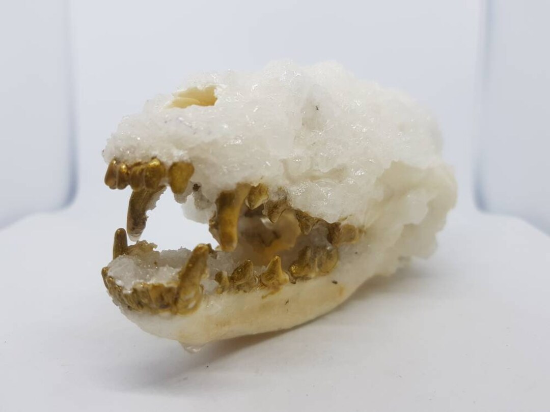 Stunning Crystallized Real Fox Skull With Gold Teeth Taxidermy Gothic ...