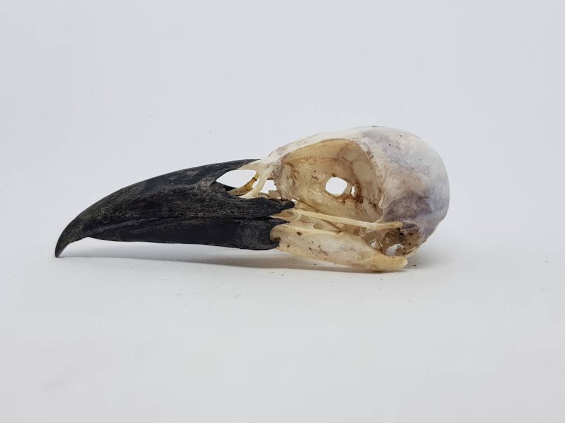 Crow Skull Real Natural Corvus Carone Raven Corvid Taxidermy - Etsy